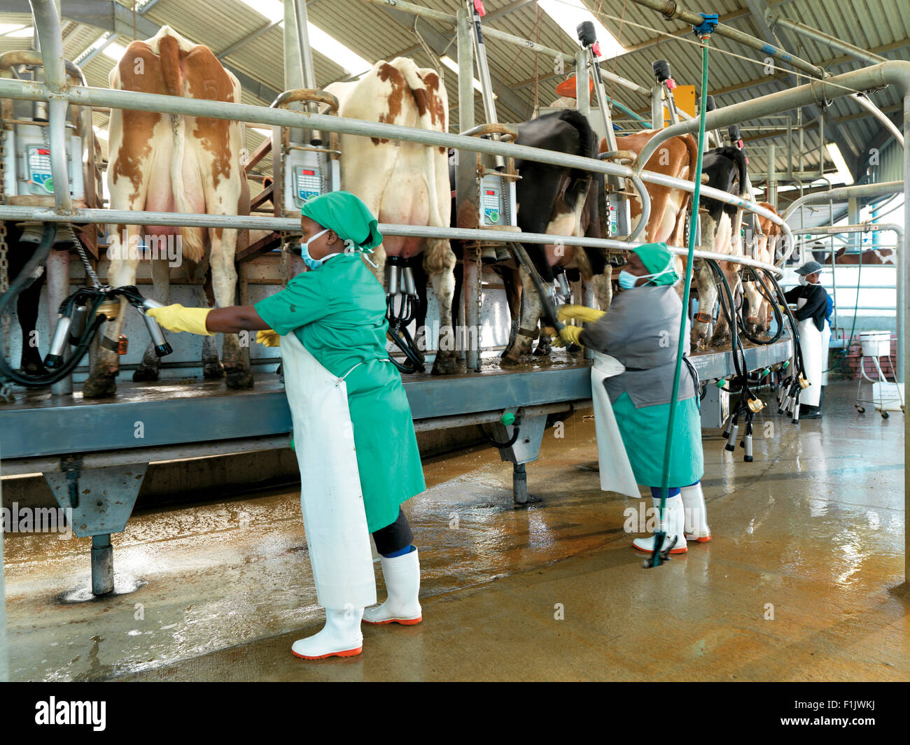 Milking Unit High Resolution Stock Photography and Images - Alamy