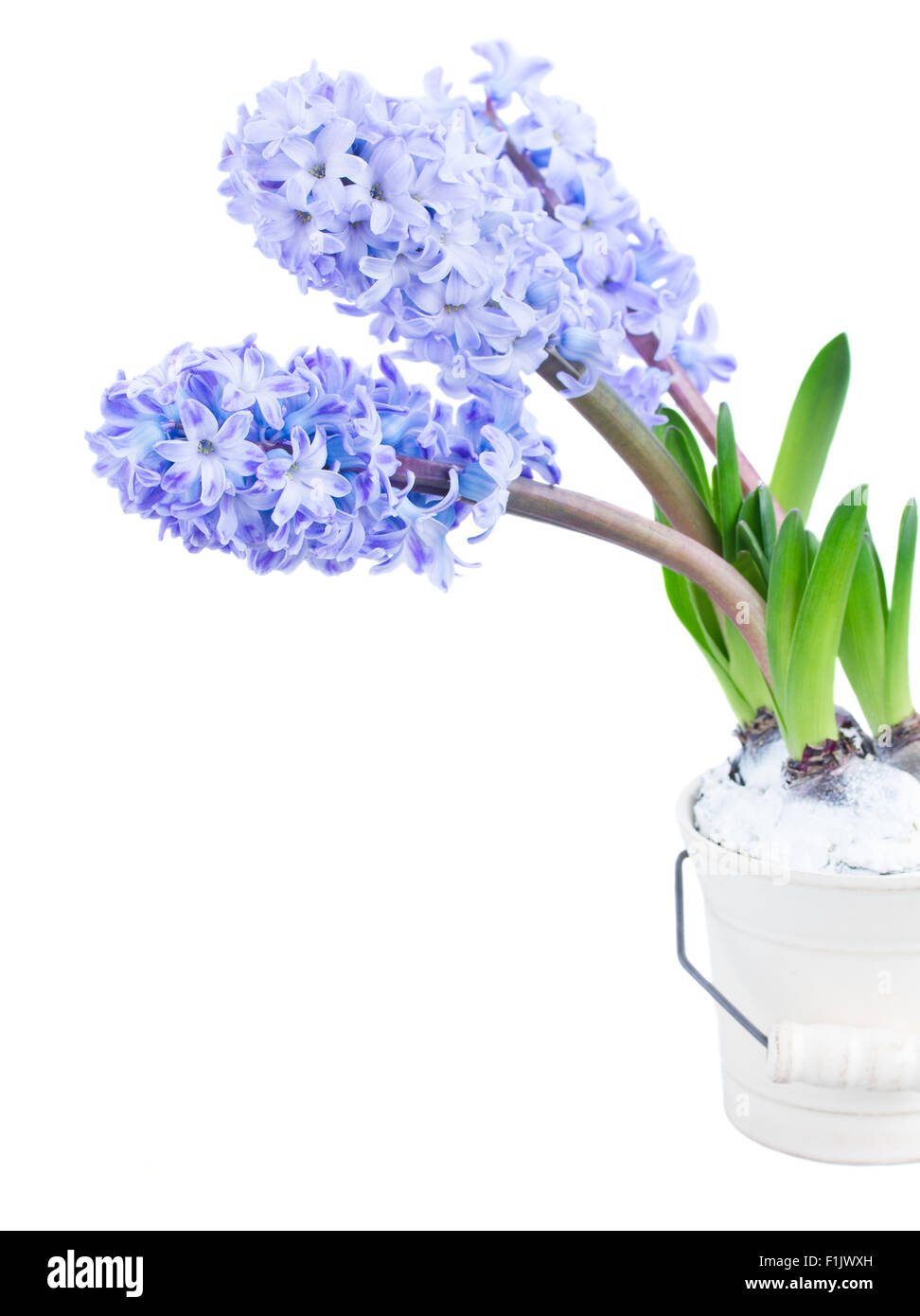 Fresh hyacinths hi-res stock photography and images - Alamy