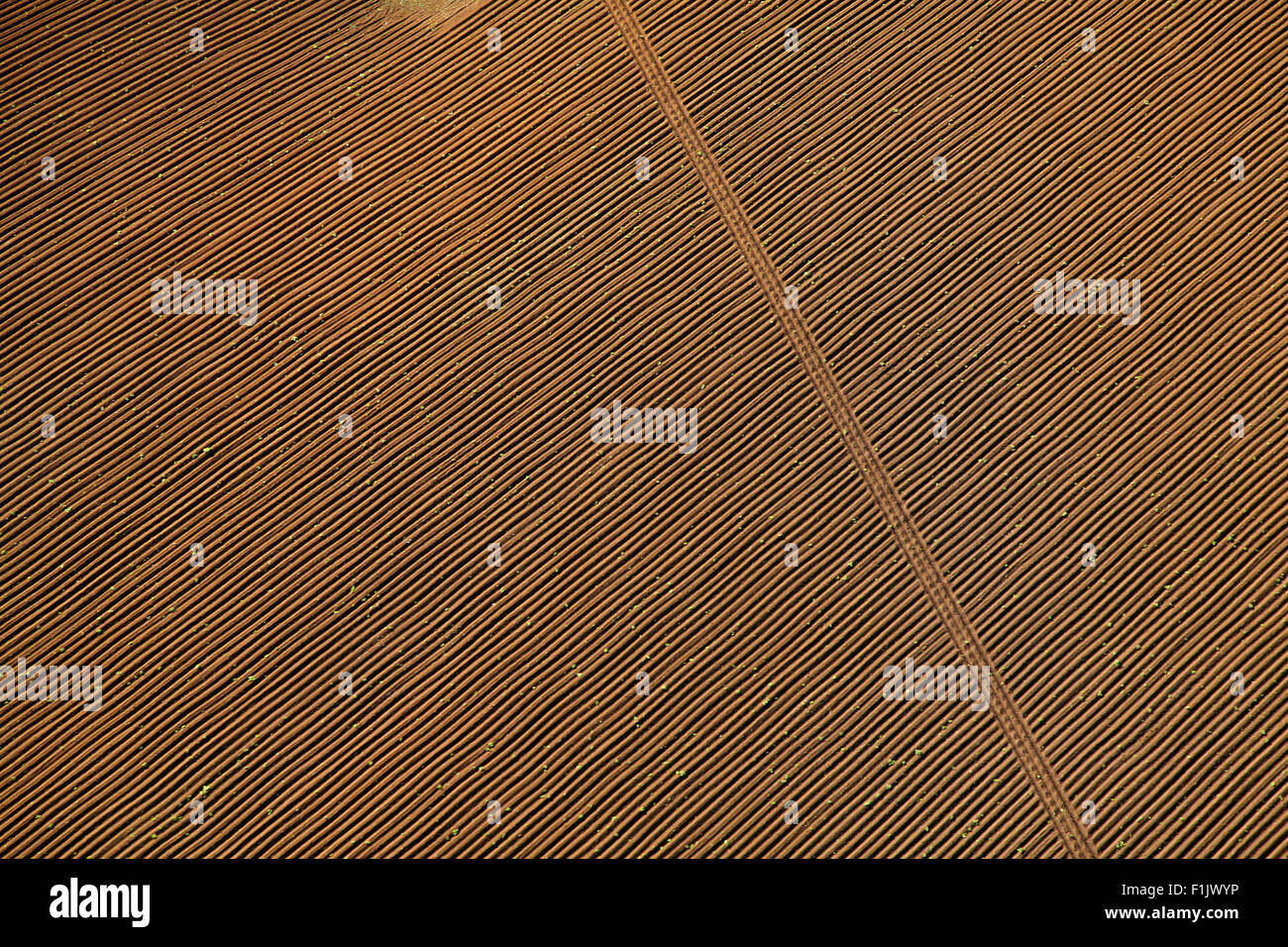 Vegetable fields near Pukekohe, South Auckland, North Island, New ...