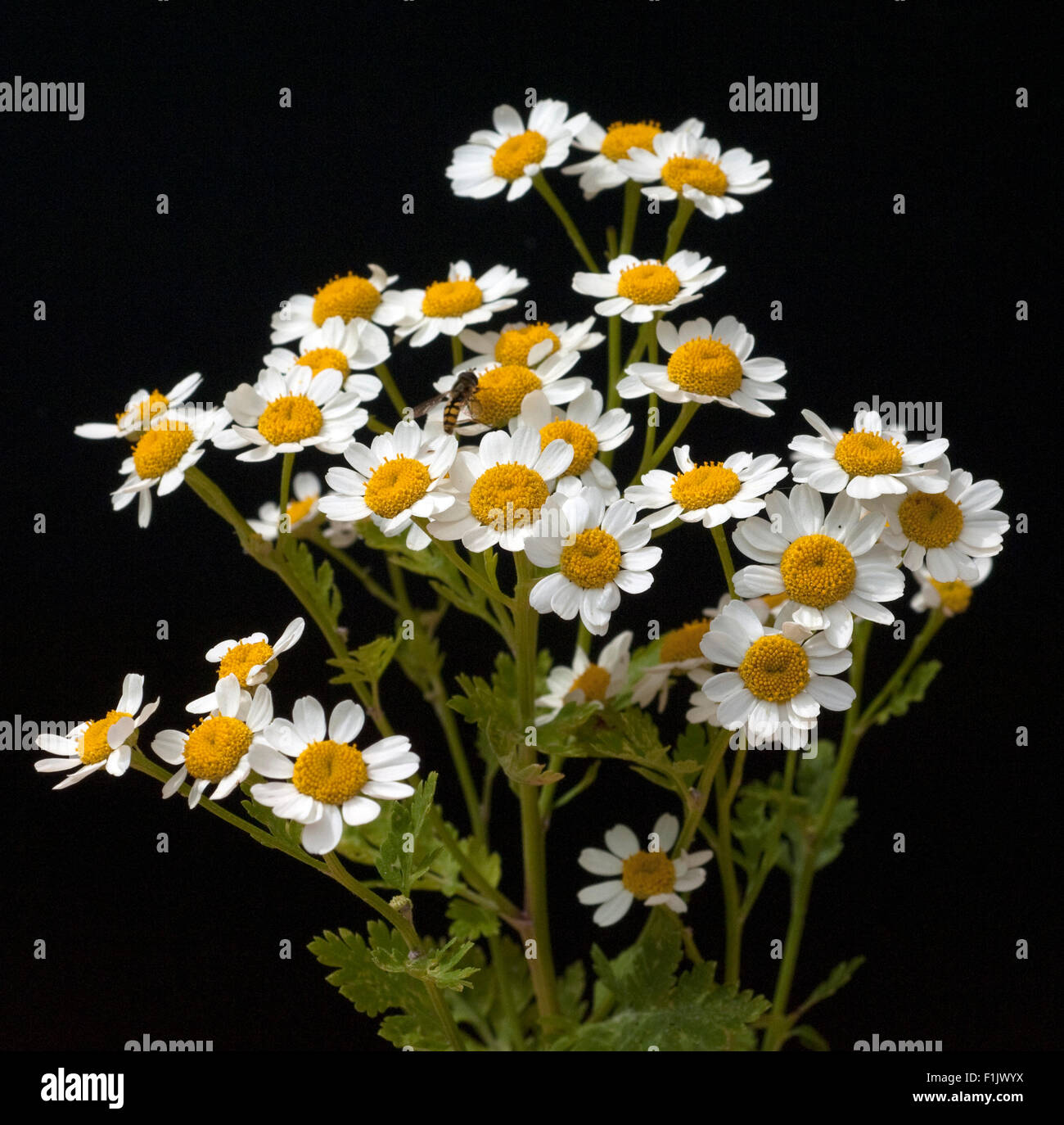 Bertram root hi-res stock photography and images - Alamy