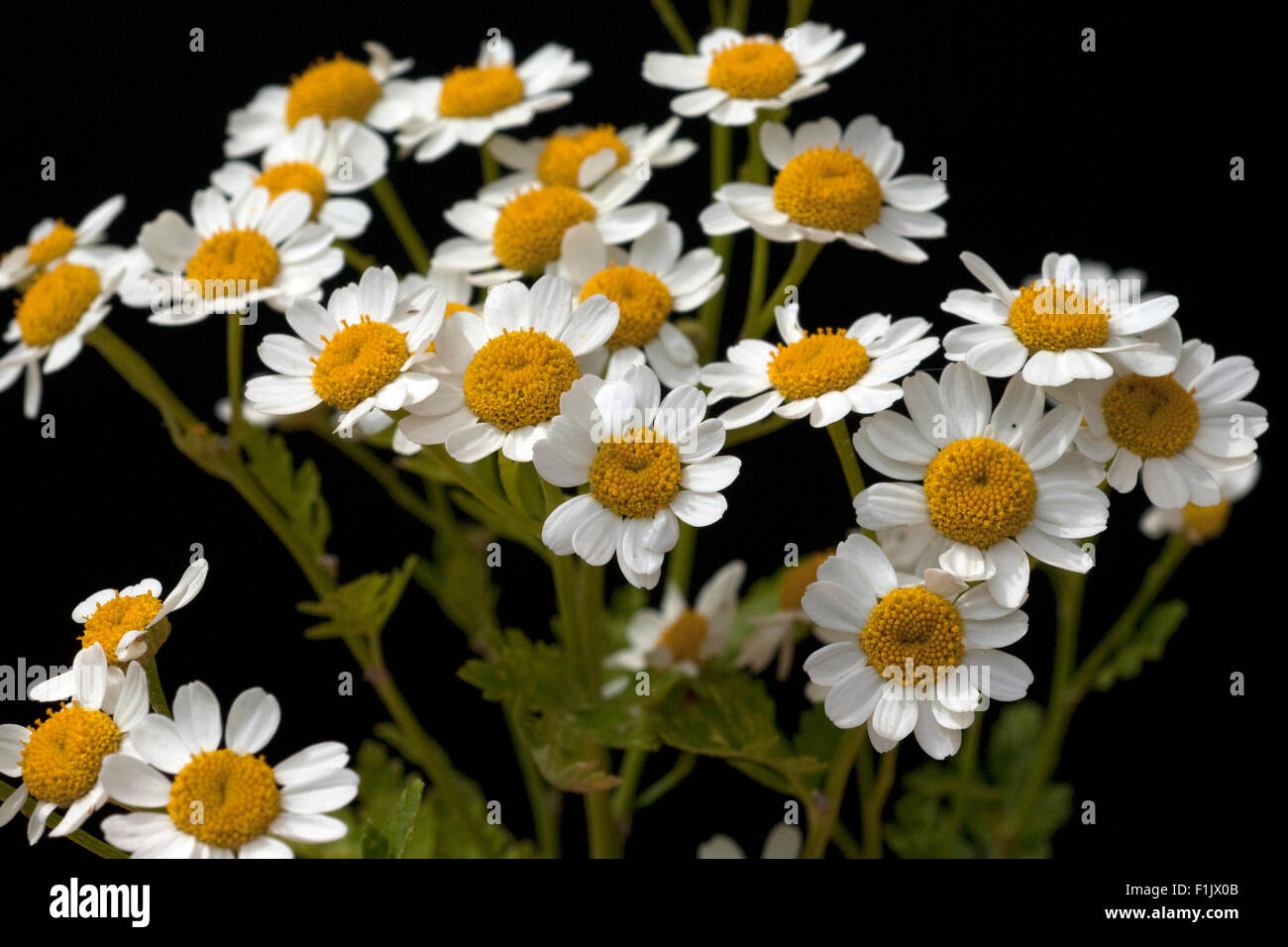 Roemischer Bertram; Anacyclus pyrethrum Stock Photo - Alamy