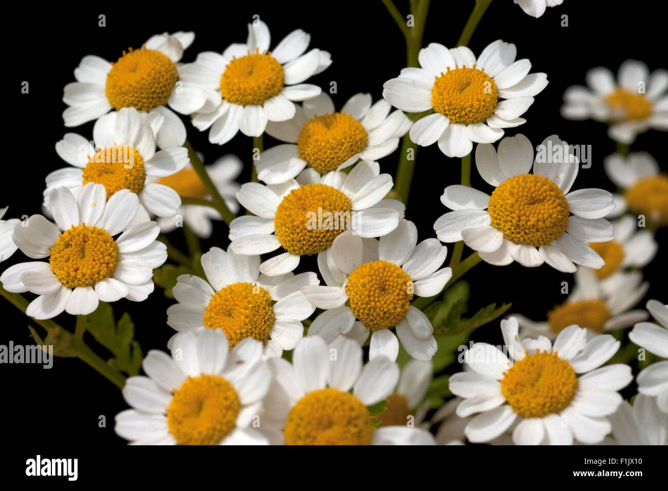 Pyrethri hi-res stock photography and images - Alamy