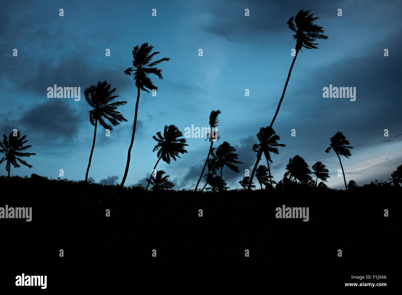 Blowing palm hi-res stock photography and images - Alamy