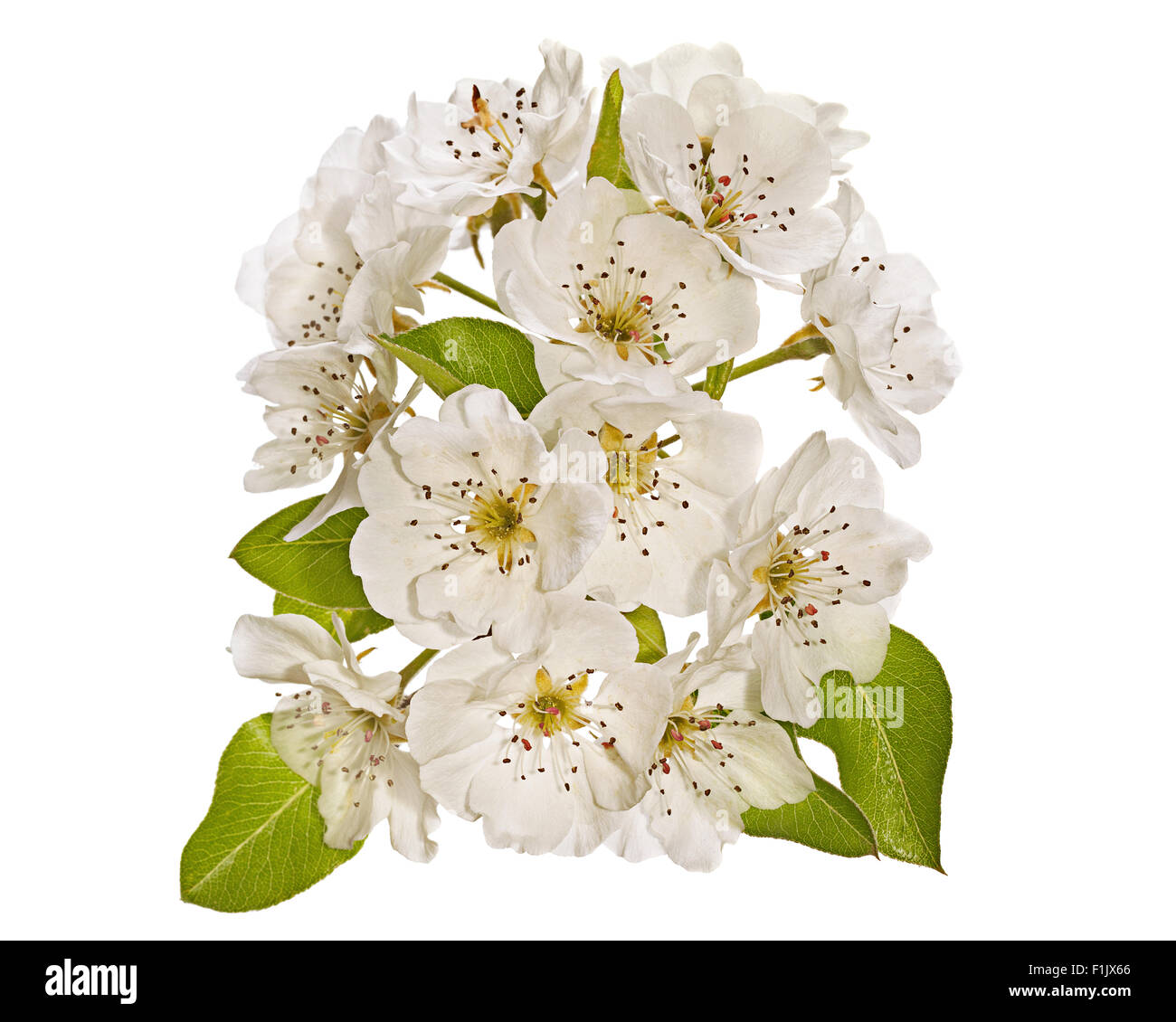 May flower tree Cut Out Stock Images & Pictures - Alamy