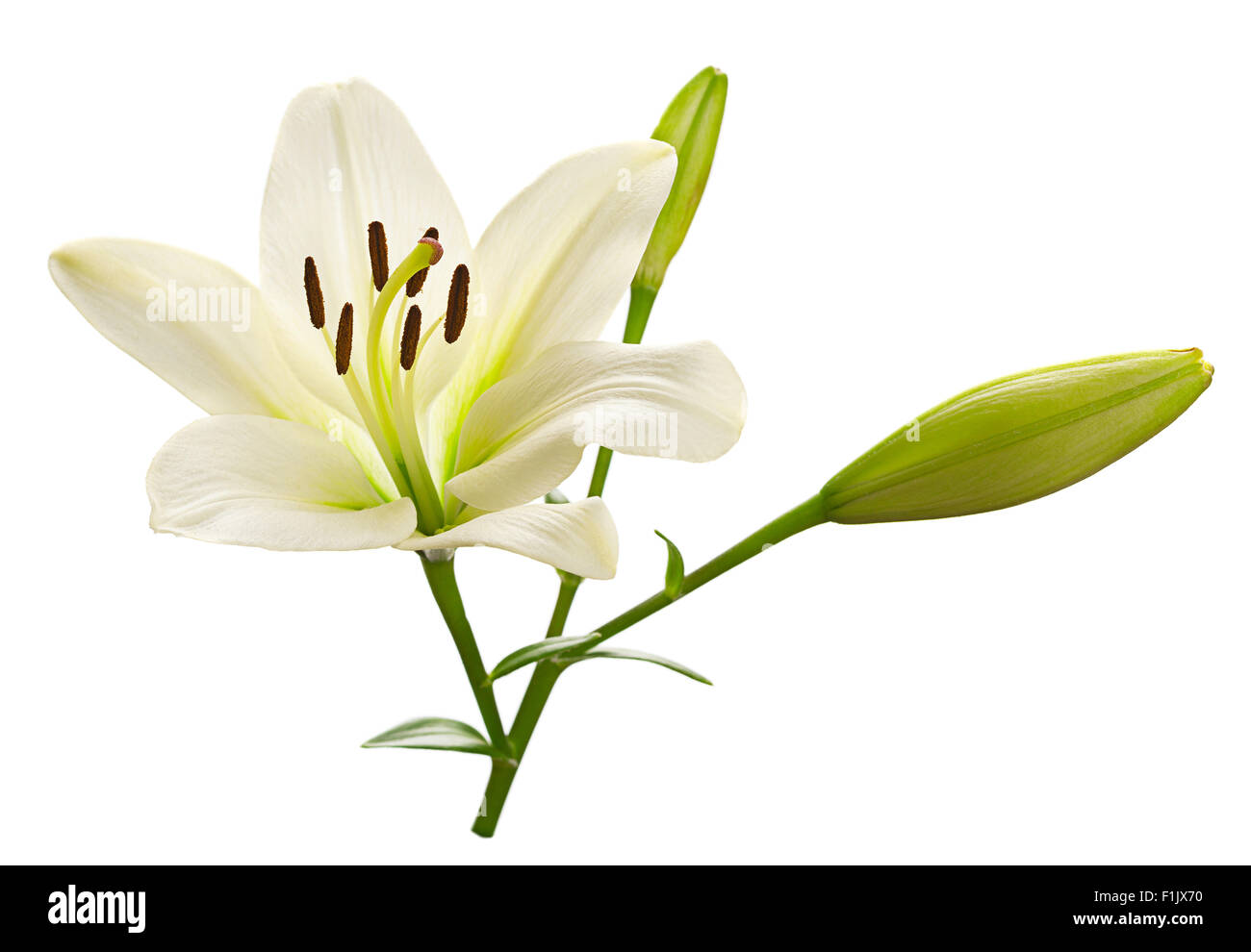 White lily flower head closeup isolated Stock Photo - Alamy