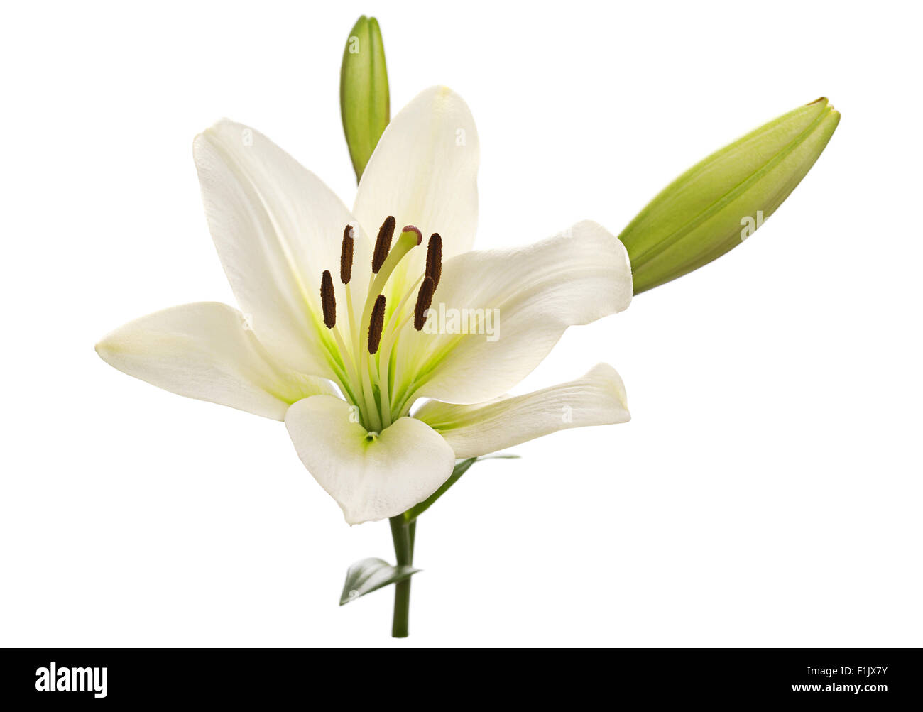 White lily flower head closeup isolated Stock Photo - Alamy