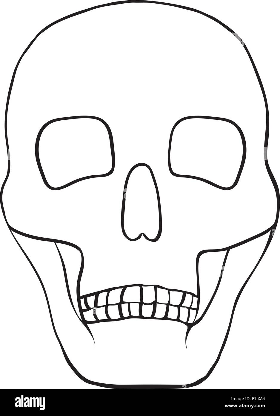 Illustration of a human skull Stock Vector Image & Art - Alamy