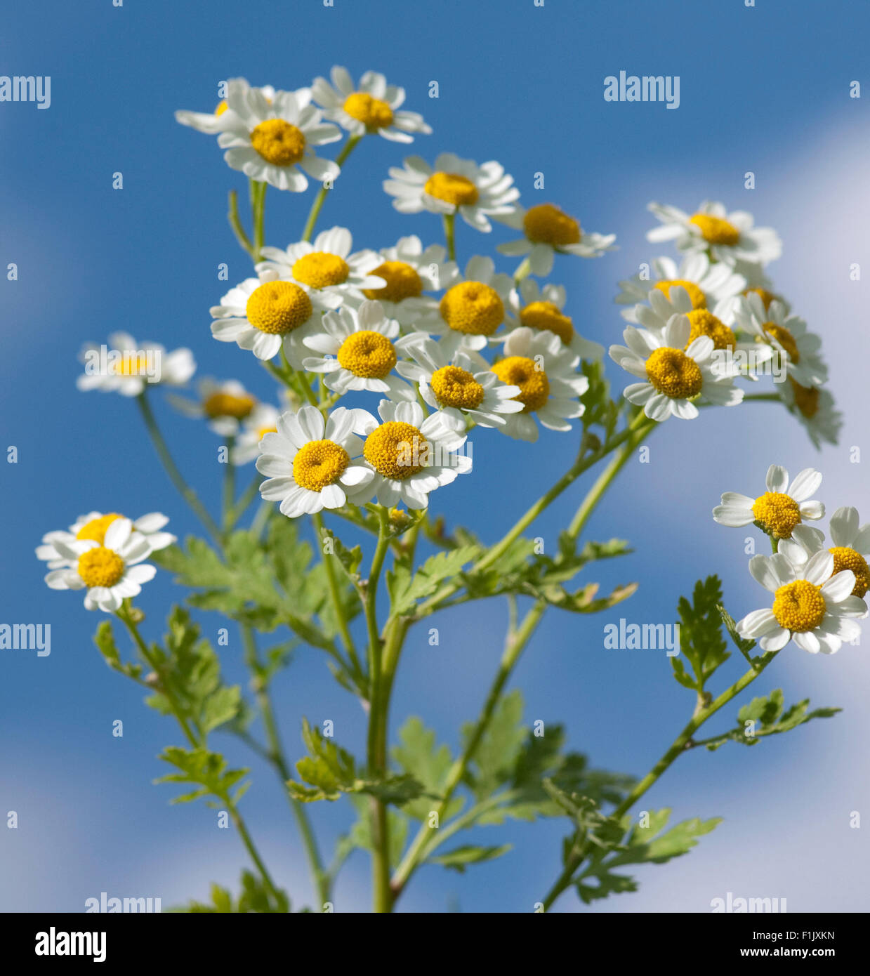 Roemischer Bertram; Anacyclus pyrethrum Stock Photo - Alamy