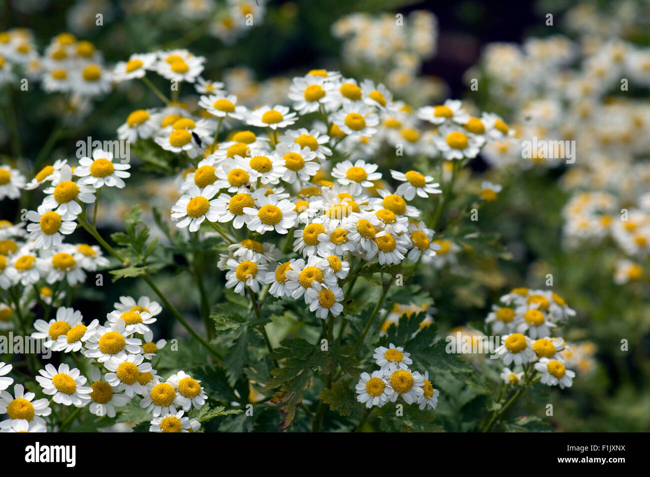 Roemischer Bertram; Anacyclus pyrethrum Stock Photo - Alamy