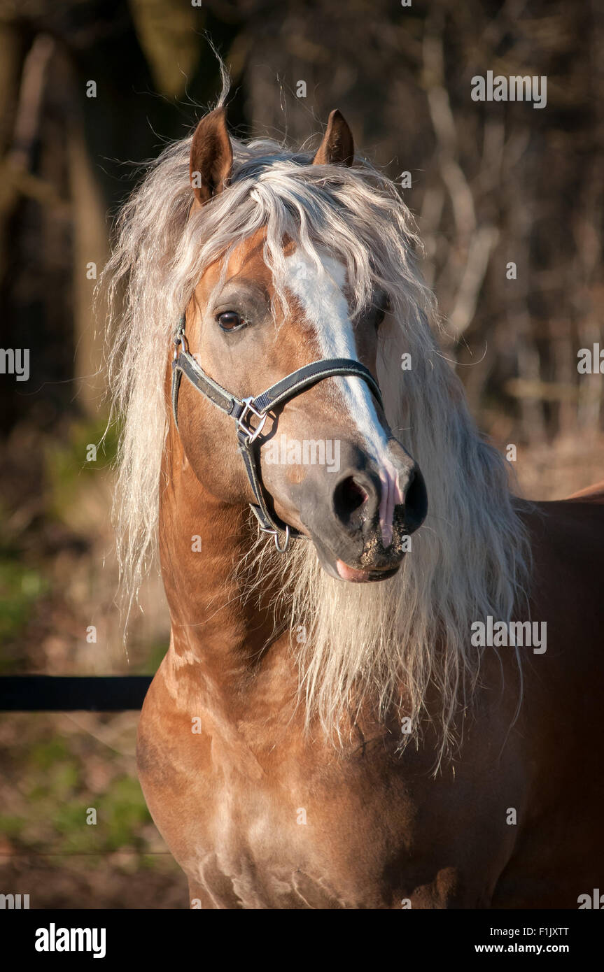 Portrait of Haflinger Stallion Stock Photo - Alamy