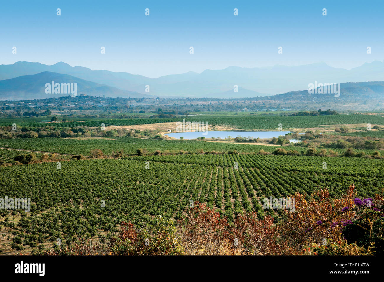 Orange Orchards, Letaba Estate, Letaba, Limpopo Stock Photo - Alamy