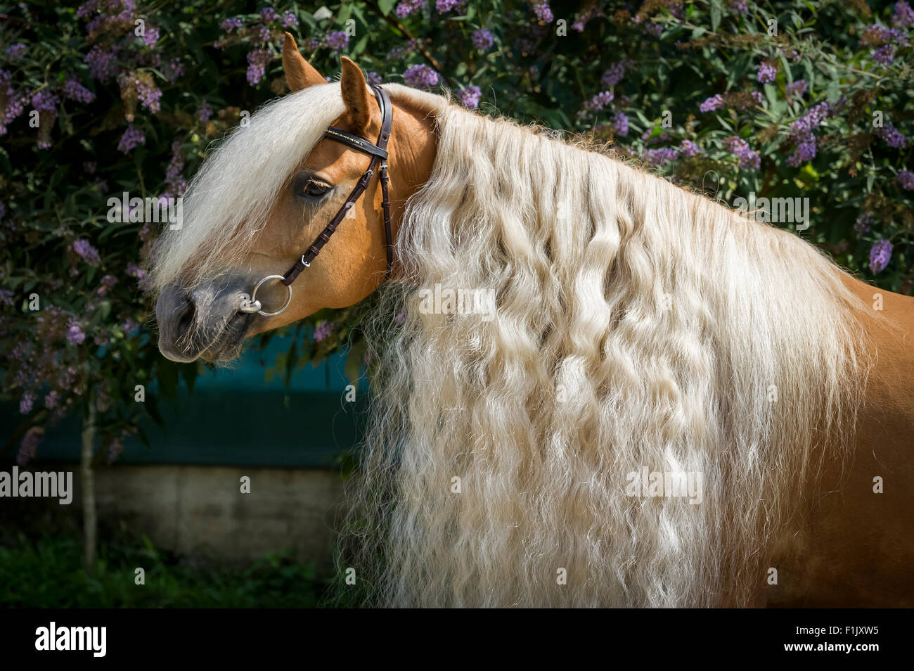 Long forelock hi-res stock photography and images - Alamy