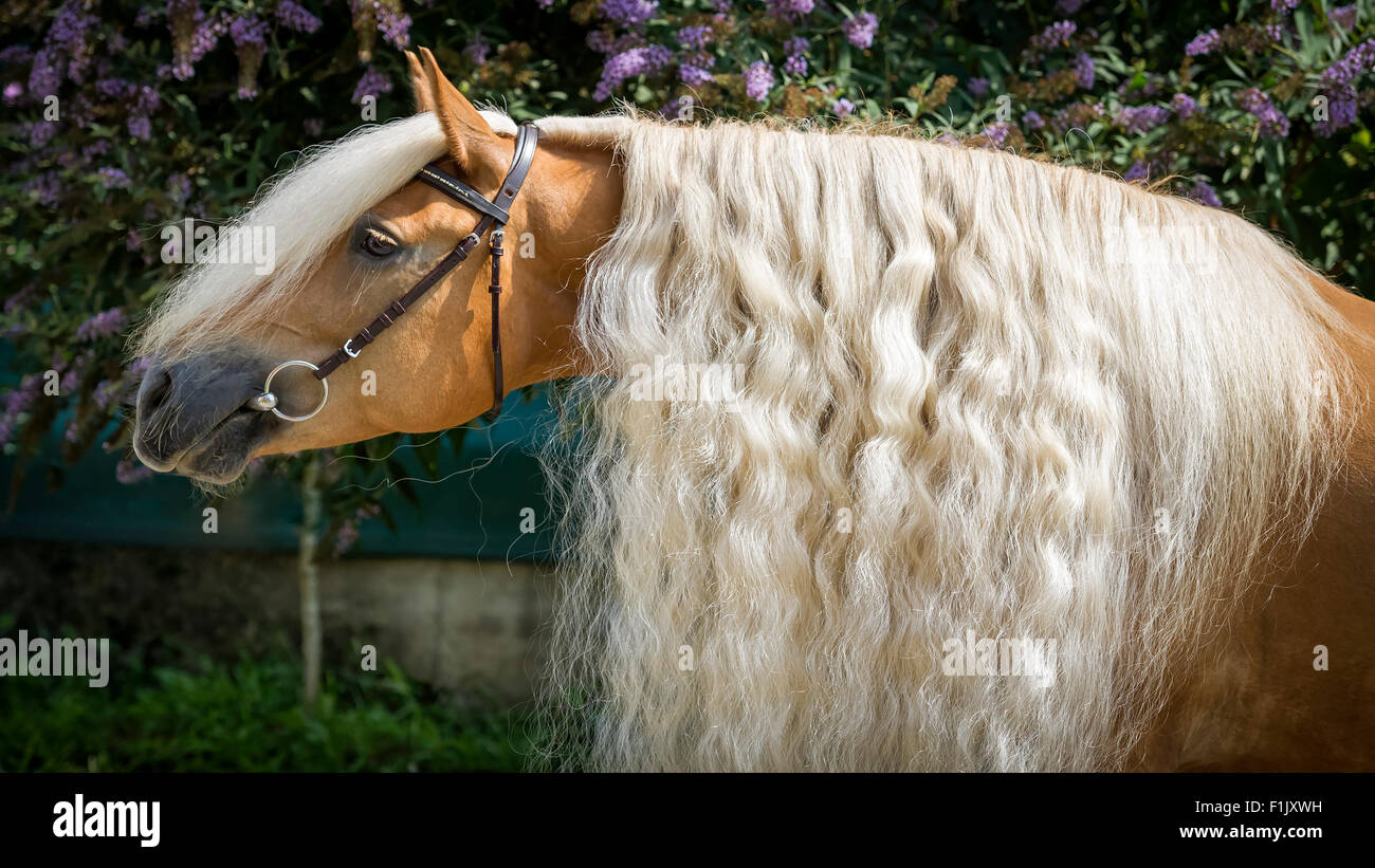 Beautiful Haflinger mare portrait with long mane Stock Photo - Alamy