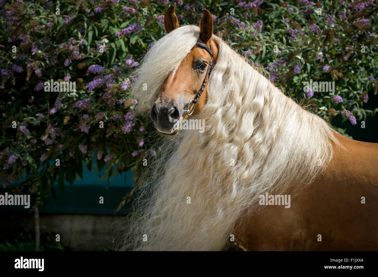 Beautiful Haflinger mare portrait with long mane Stock Photo - Alamy