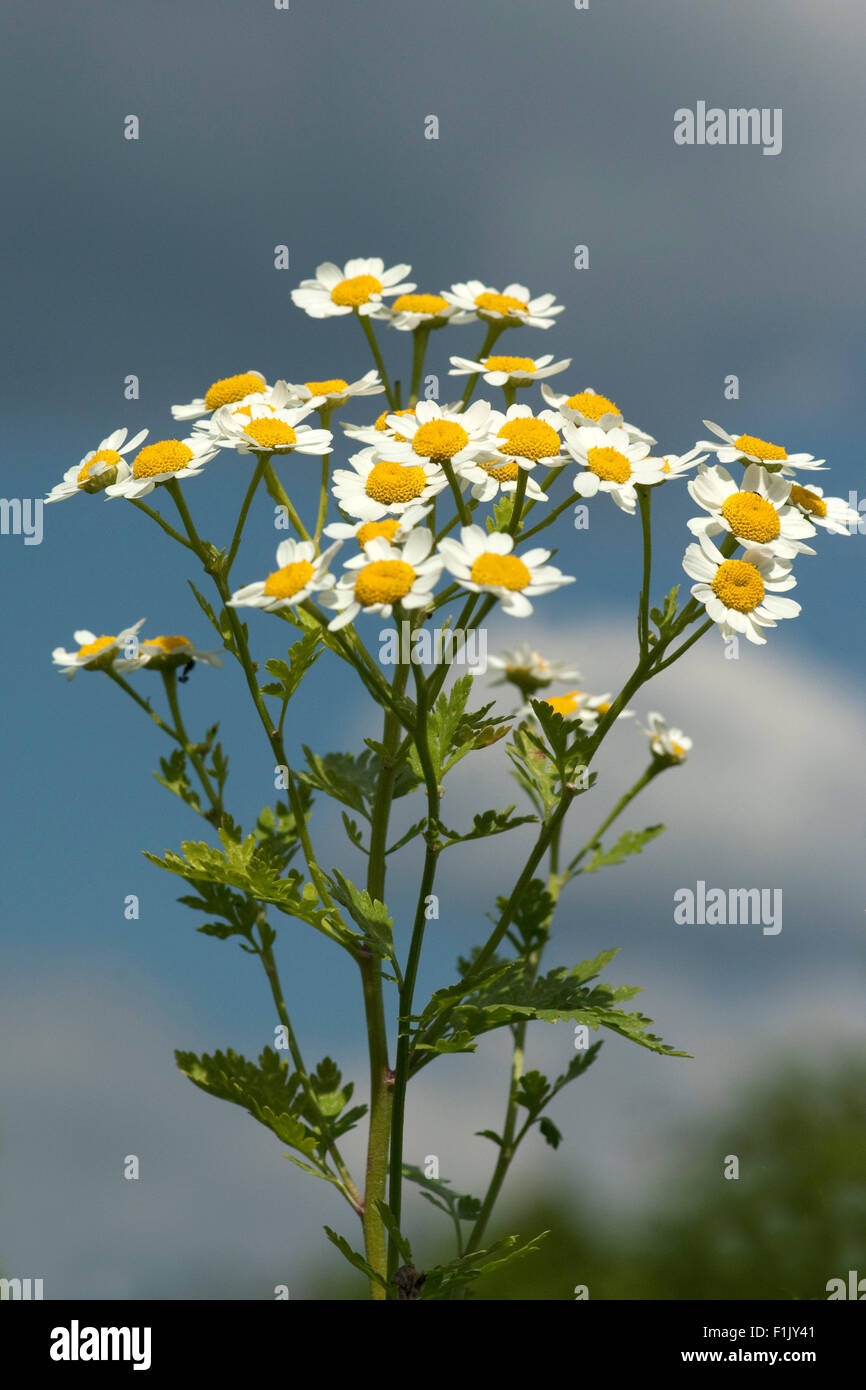 Roemischer Bertram; Anacyclus pyrethrum Stock Photo - Alamy