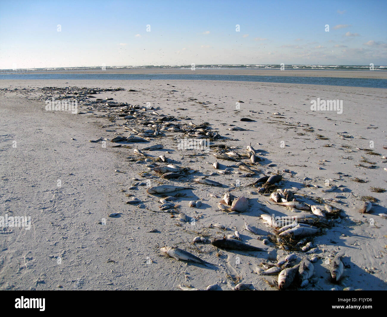 Hundreds of dead fish from the Gulf of Mexico killed by a red tide are ...