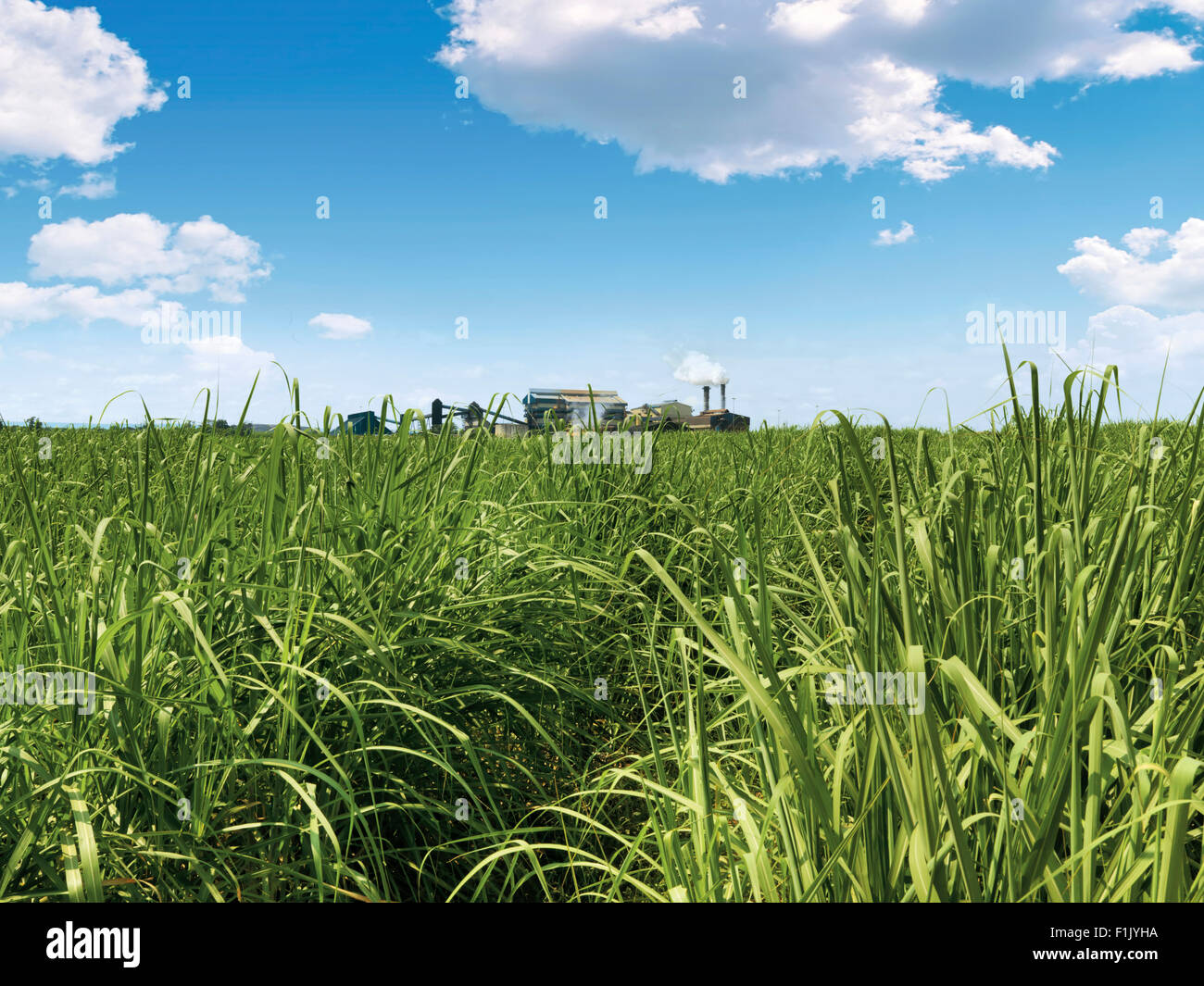 Cane sugar south africa hi-res stock photography and images - Alamy