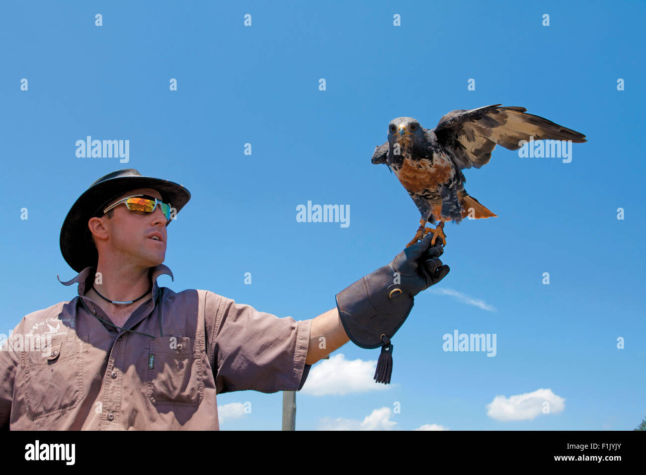 Male falconer hi-res stock photography and images - Alamy