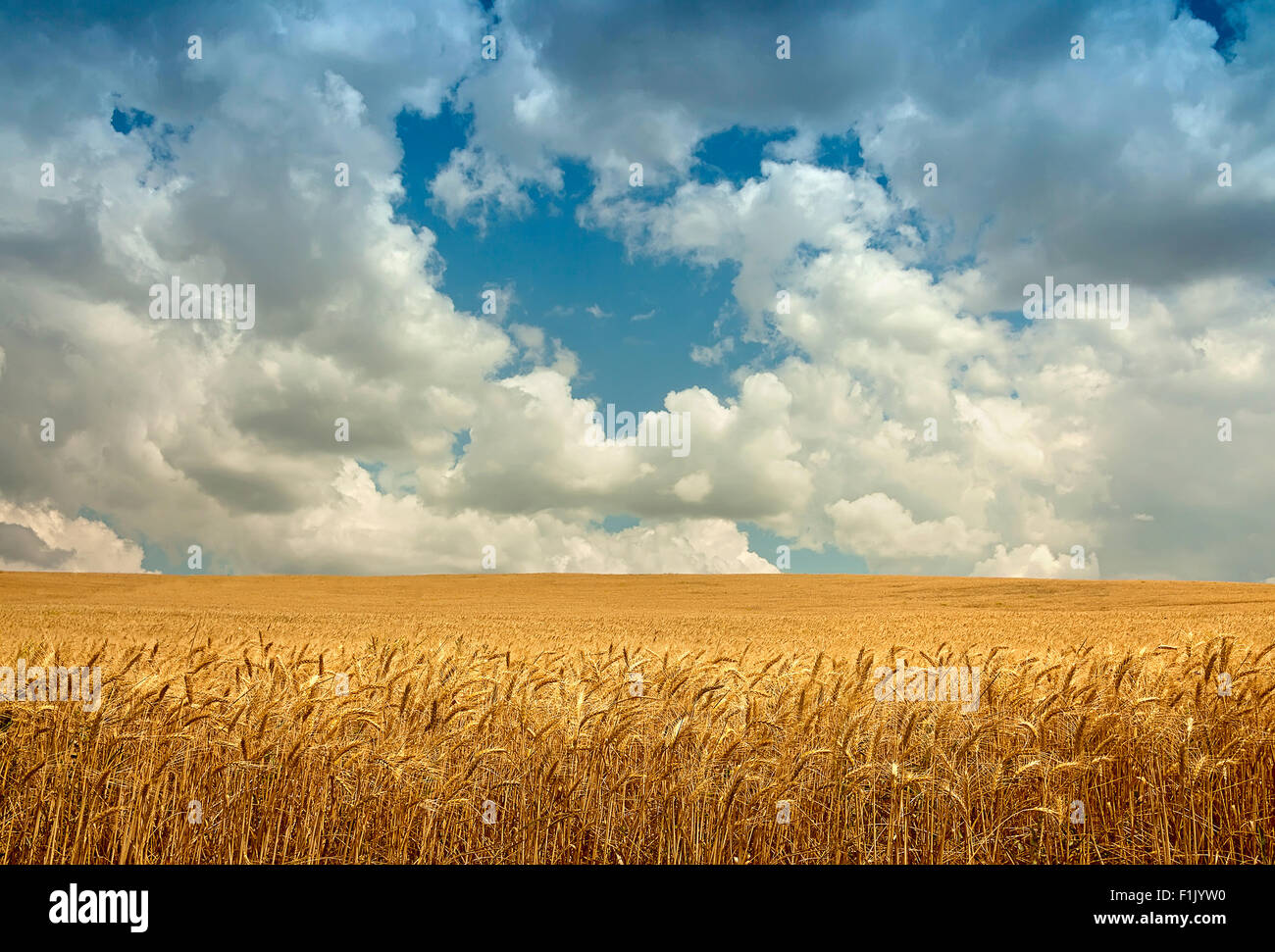 Wheat field landscape with sky Stock Photo - Alamy
