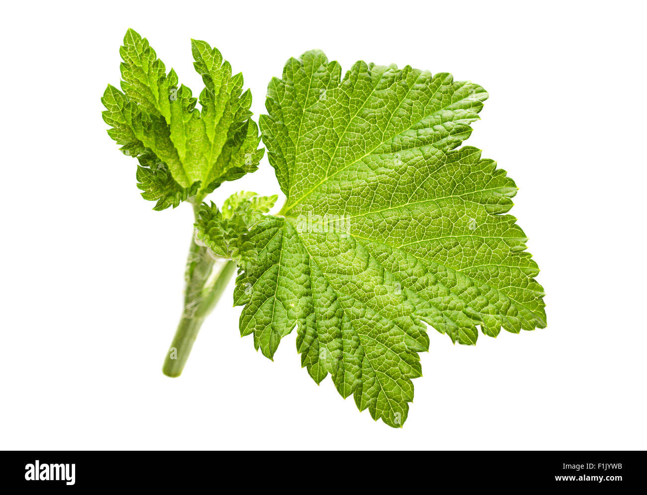 Currant leaf closeup isolated on white background Stock Photo - Alamy