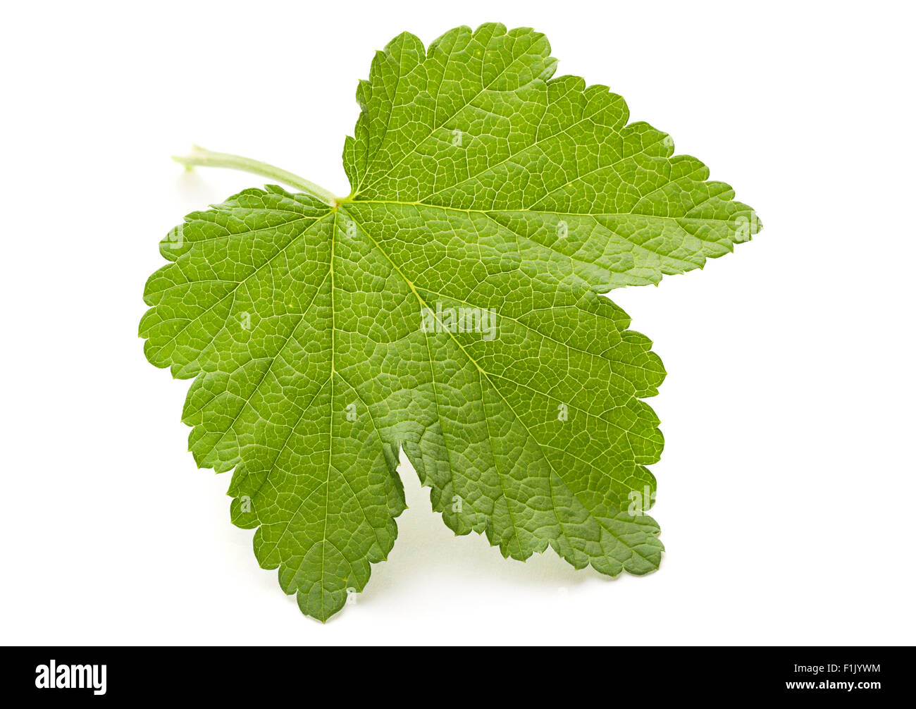 Currant leaf closeup isolated on white background Stock Photo - Alamy
