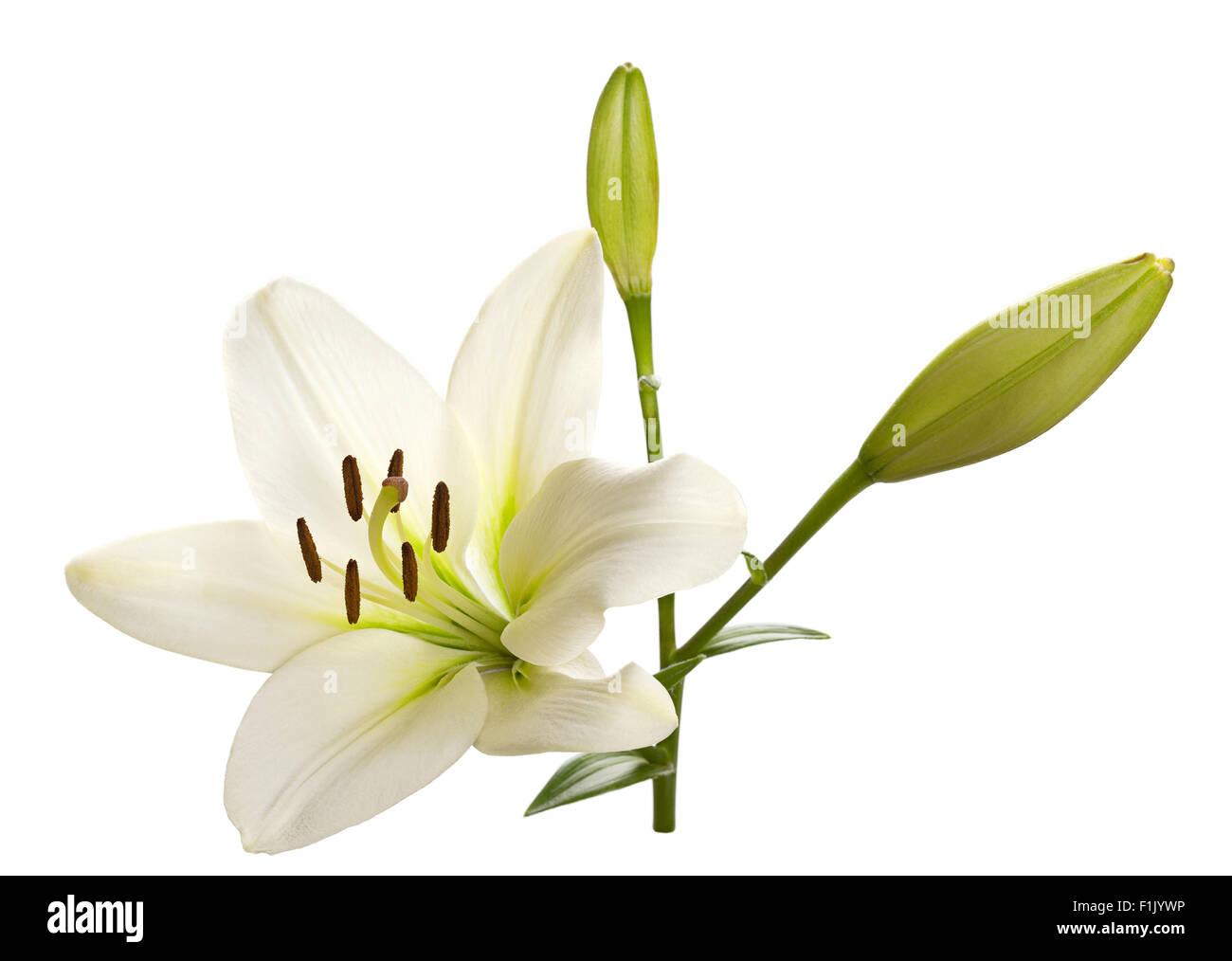 White lily flower head closeup isolated Stock Photo - Alamy