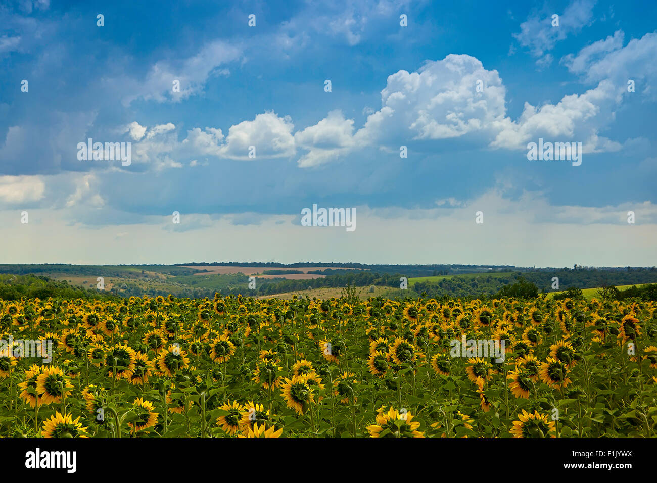 Sunflower field landscape hi-res stock photography and images - Alamy