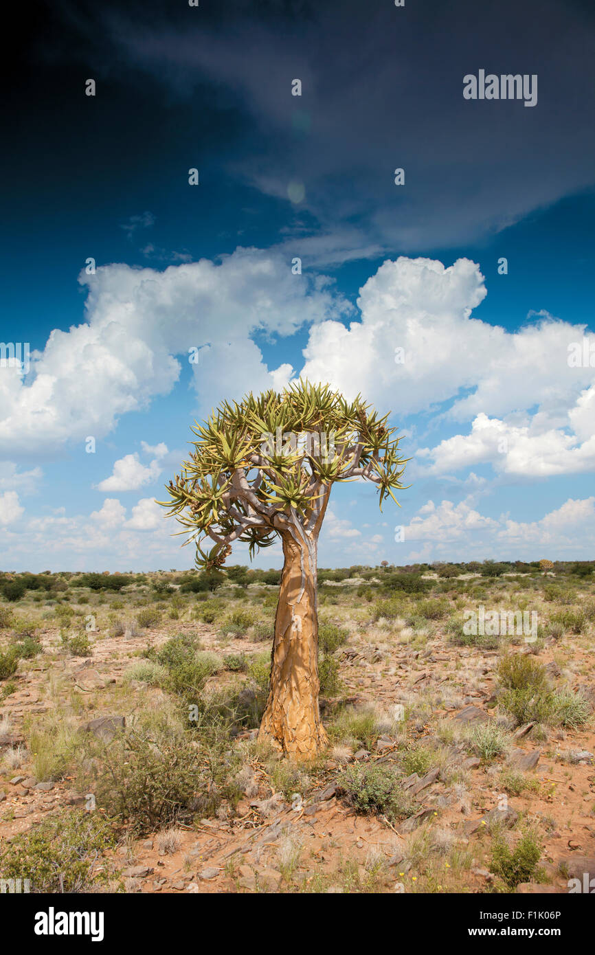 Kakemas hi-res stock photography and images - Alamy