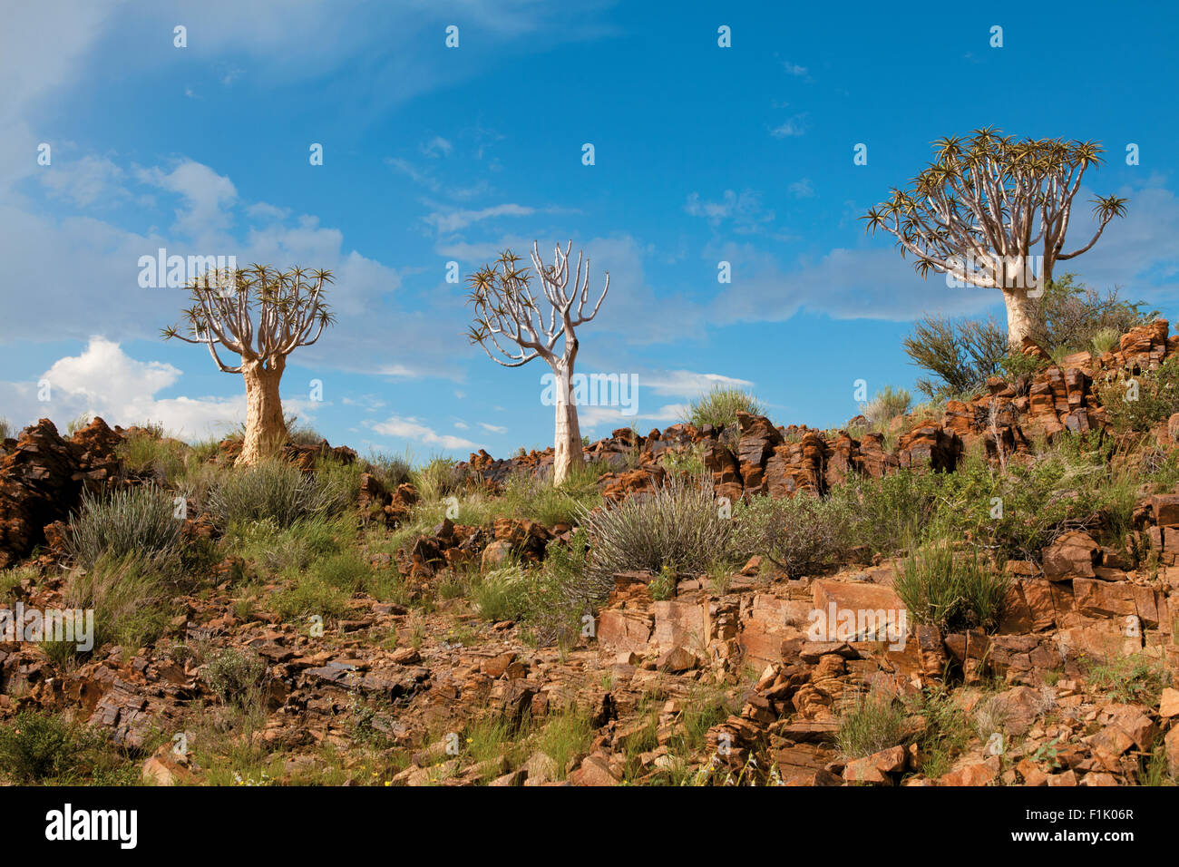 Quiver trees hi-res stock photography and images - Alamy
