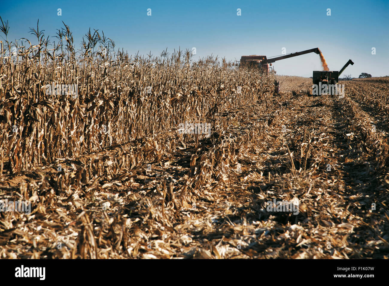 Maize farm south africa hi-res stock photography and images - Alamy