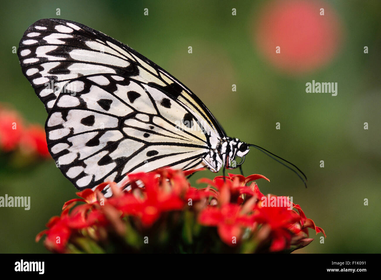 Butterfly full body hi-res stock photography and images - Alamy