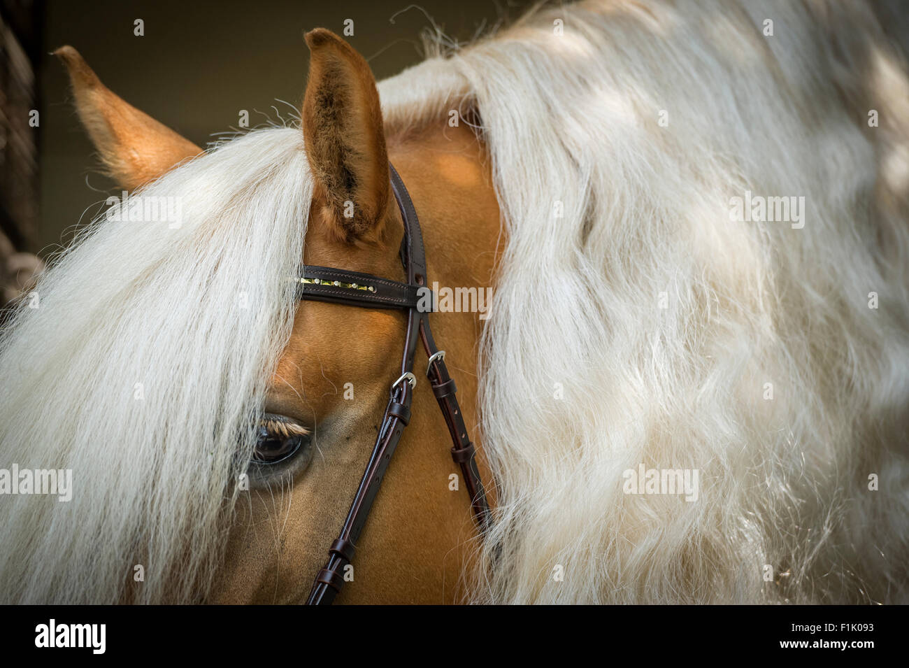 Detail of a beautiful haflinger mare with long mane Stock Photo - Alamy