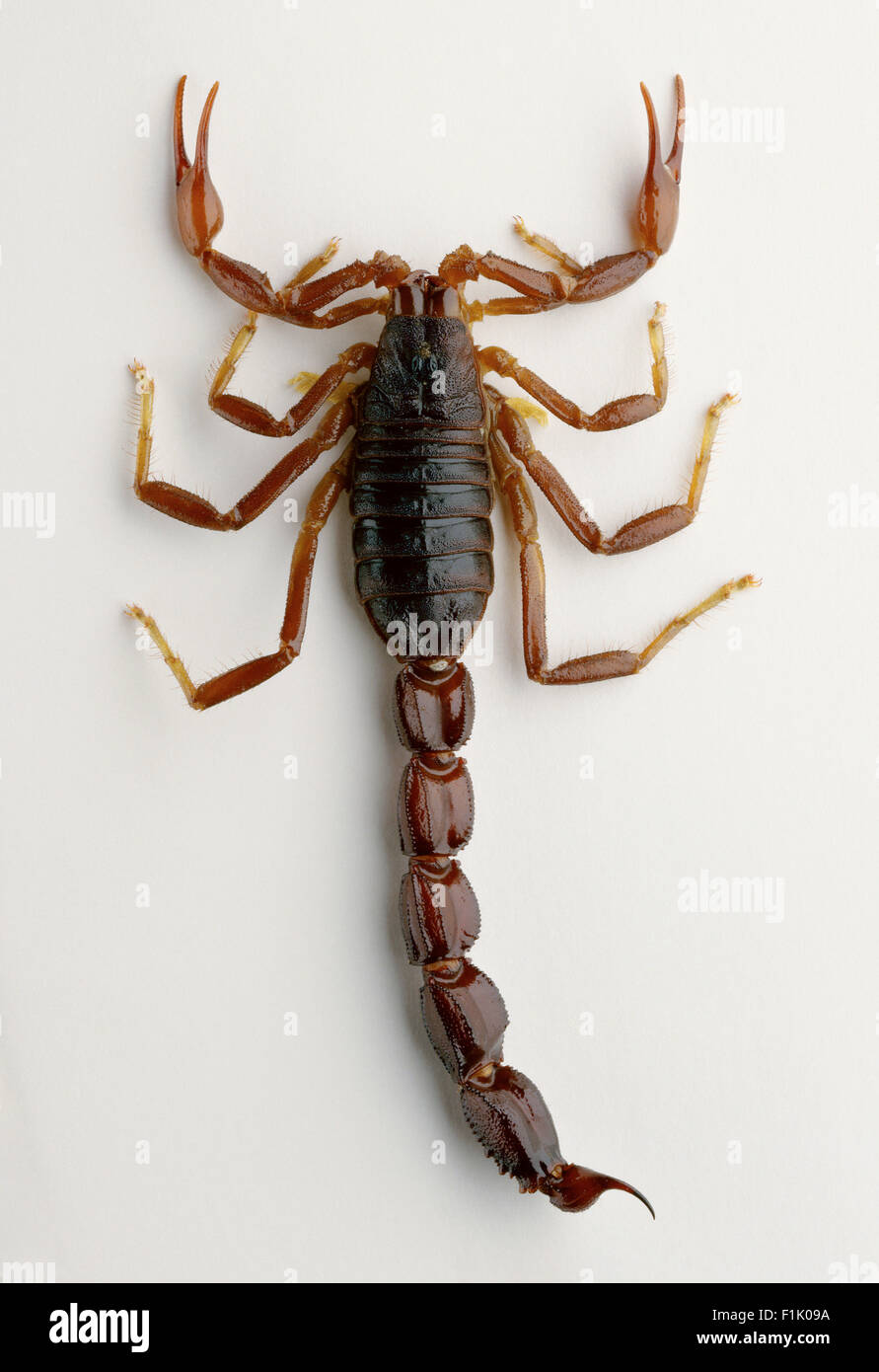 African scorpion hi-res stock photography and images - Alamy