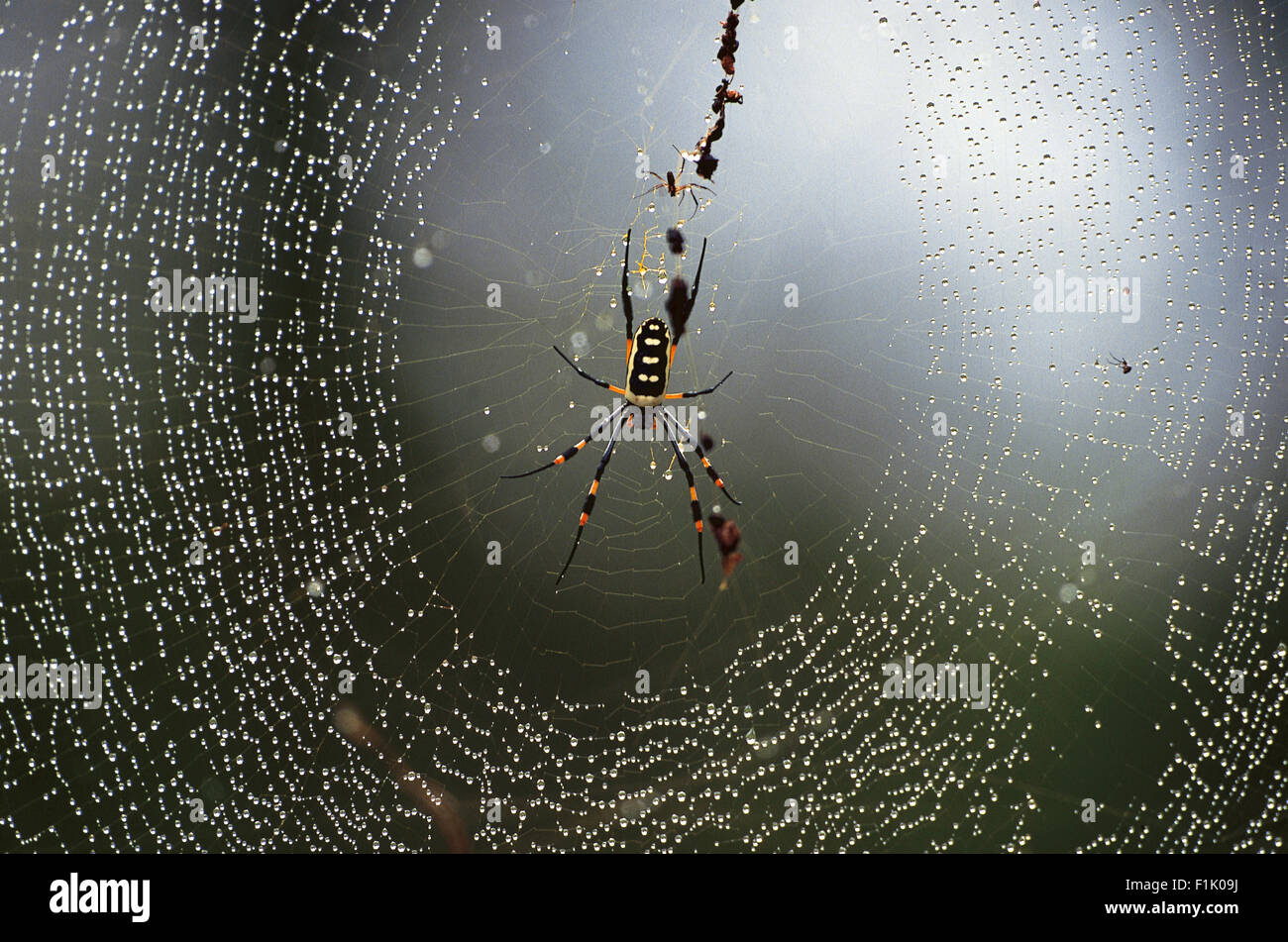 Colour spider web hi-res stock photography and images - Alamy