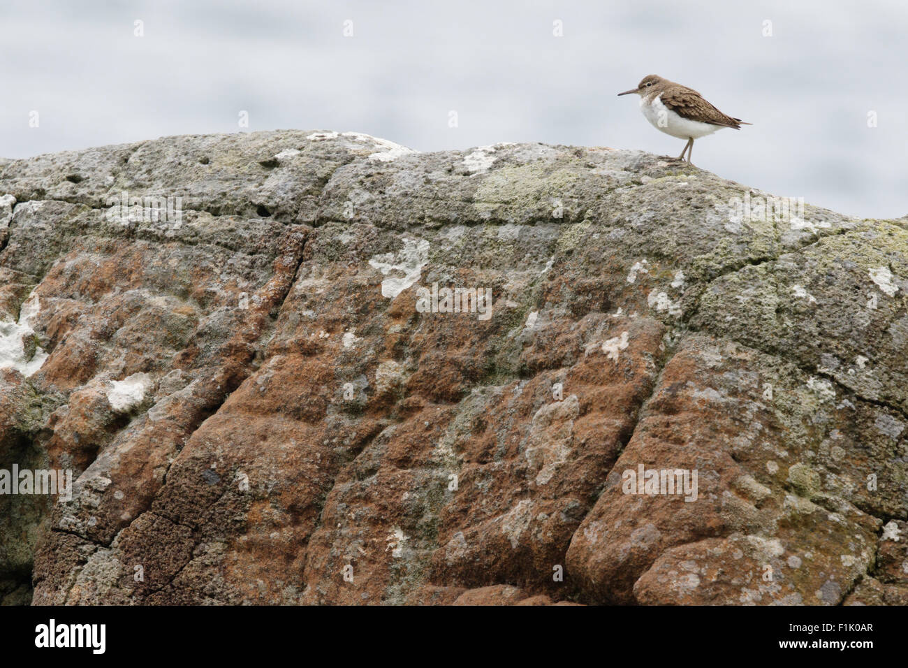 Common Sandpiper - on lochside breeding grounds Actitis hypoleucos Isle ...