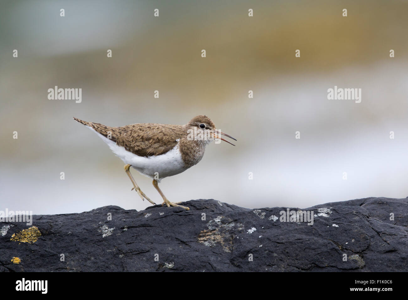 Common Sandpiper - on lochside breeding grounds Actitis hypoleucos Isle ...
