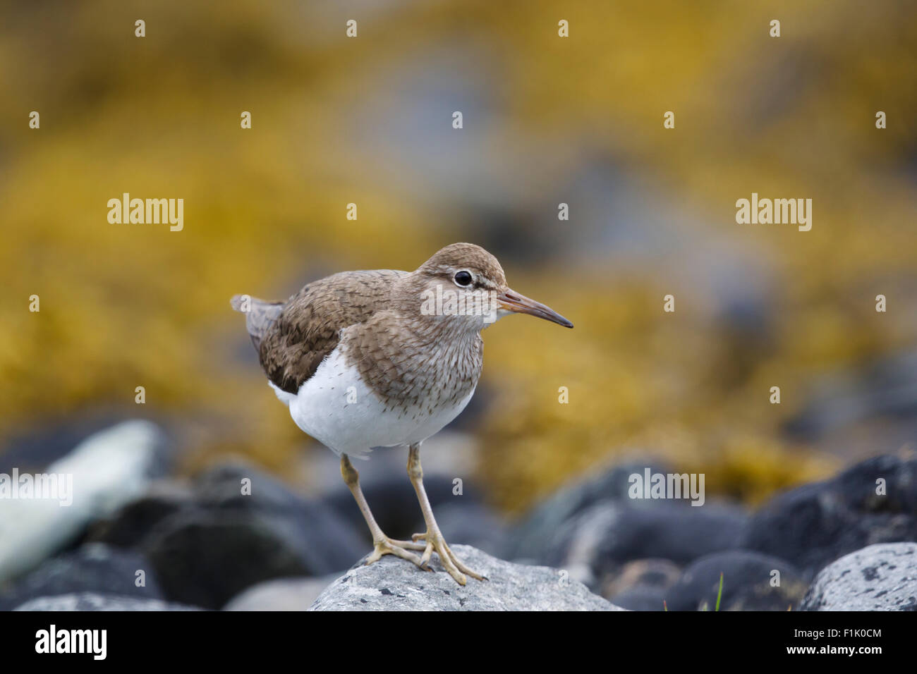Common Sandpiper - on lochside breeding grounds Actitis hypoleucos Isle ...