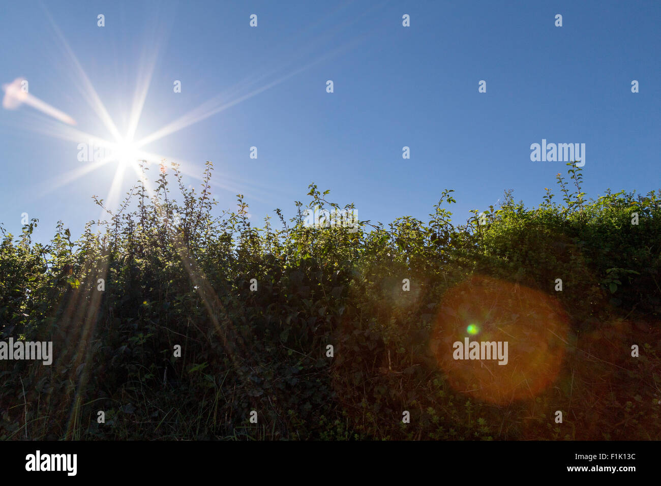 Devon hedgerow,Devon bank,fern Stock Photo - Alamy