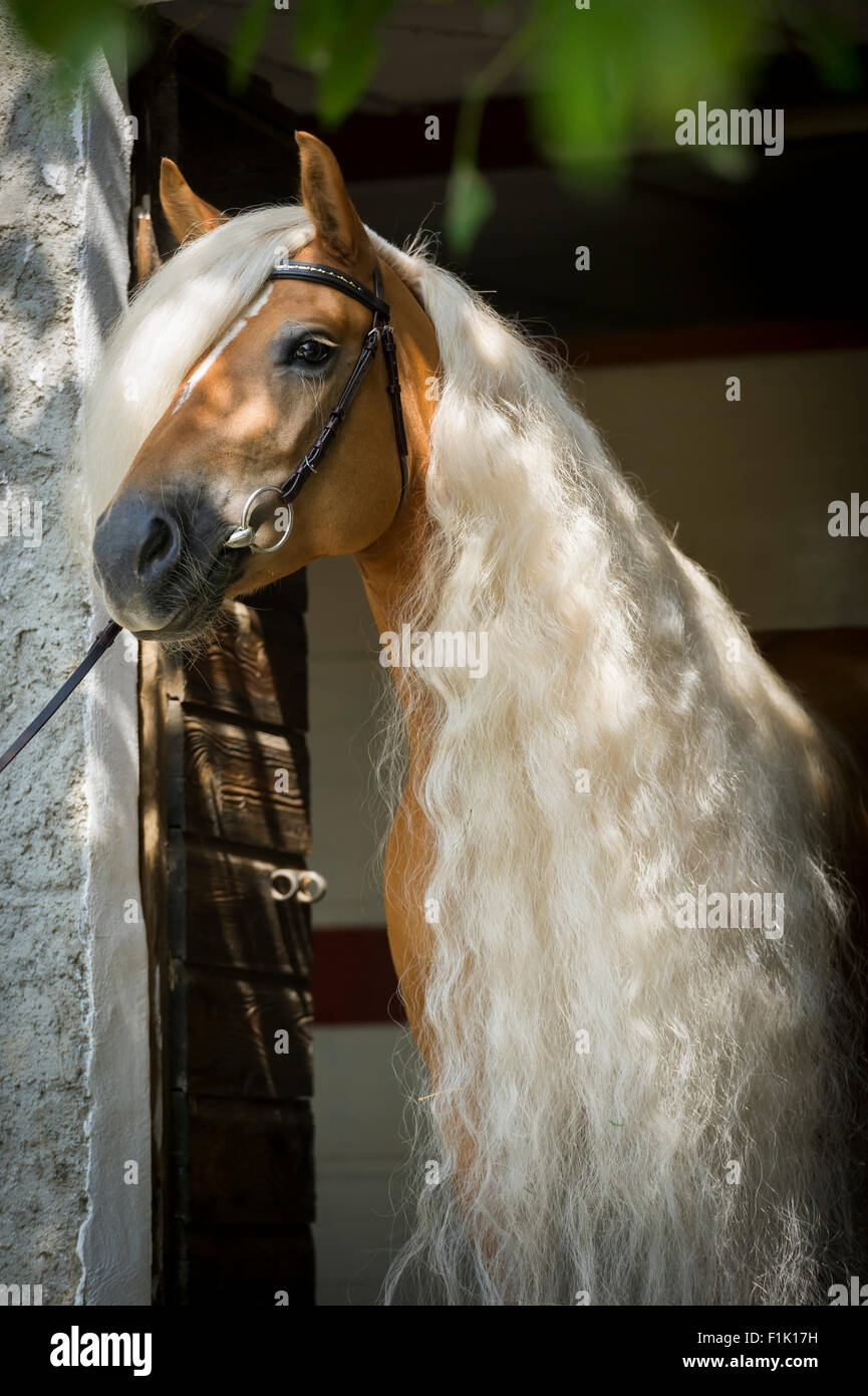 Long forelock hi-res stock photography and images - Alamy