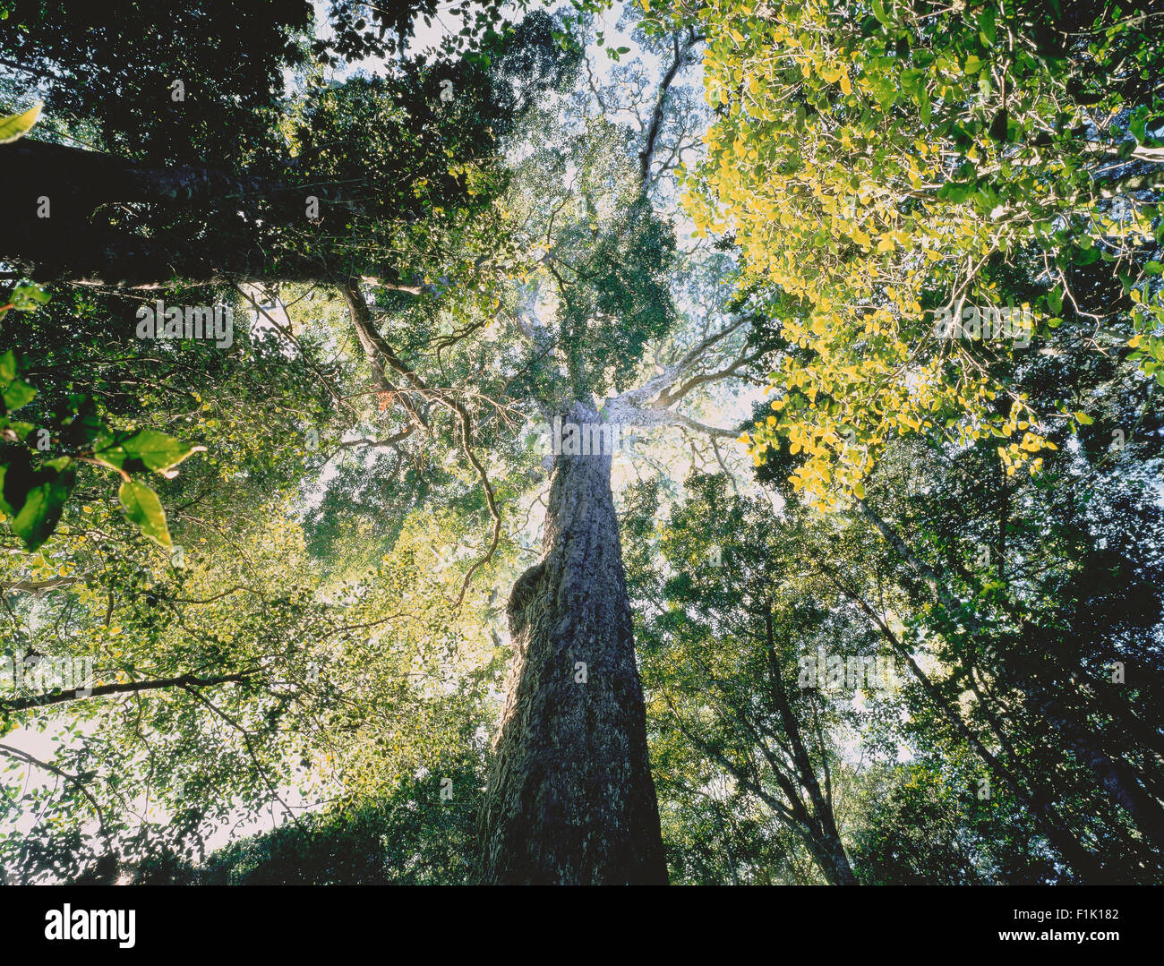Africa tree canopy hi-res stock photography and images - Alamy