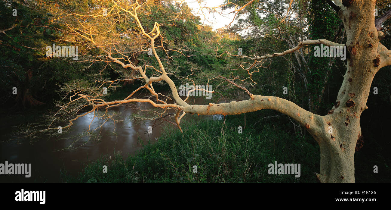 Yellow Fever Tree growing near river, Mkuze Game Reserve Kwa-Zulu Natal ...