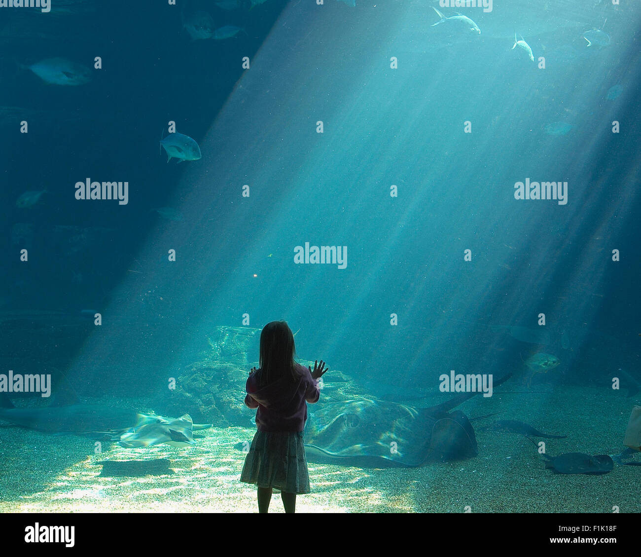 Child looking at fish, aquarium, uShaka Marine World theme park, Durban ...
