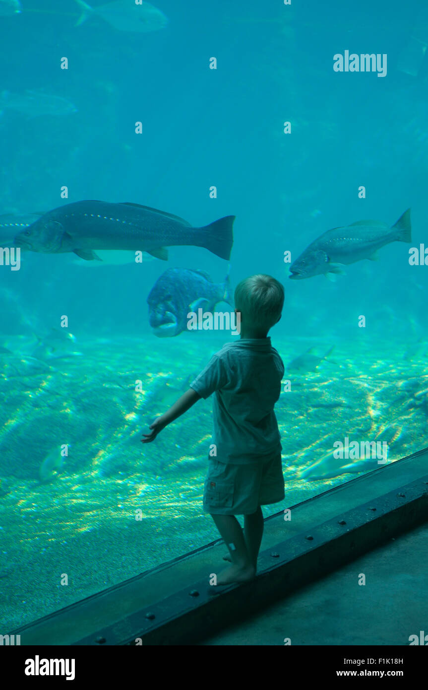 Child looking at fish, aquarium, uShaka Marine World theme park, Durban ...