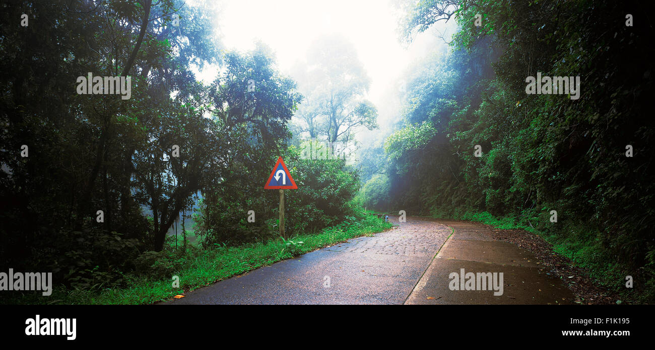 South african forest hi-res stock photography and images - Alamy