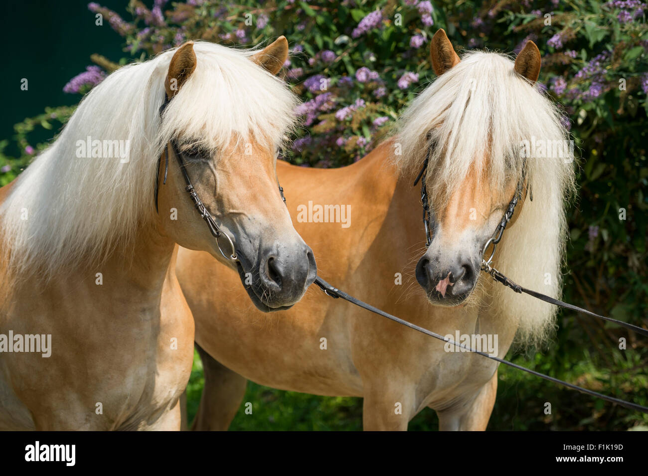 Beautiful Haflinger mares cuople portrait Stock Photo - Alamy