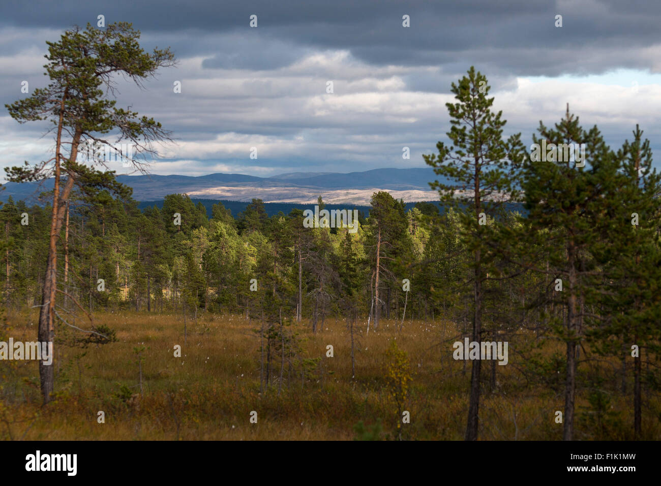 Czech university of life sciences prague hi-res stock photography and ...