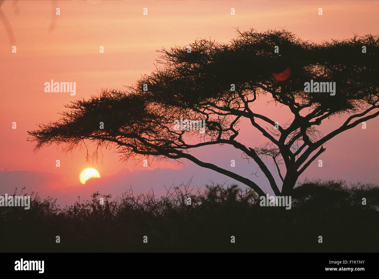 Umbrella tree hi-res stock photography and images - Alamy