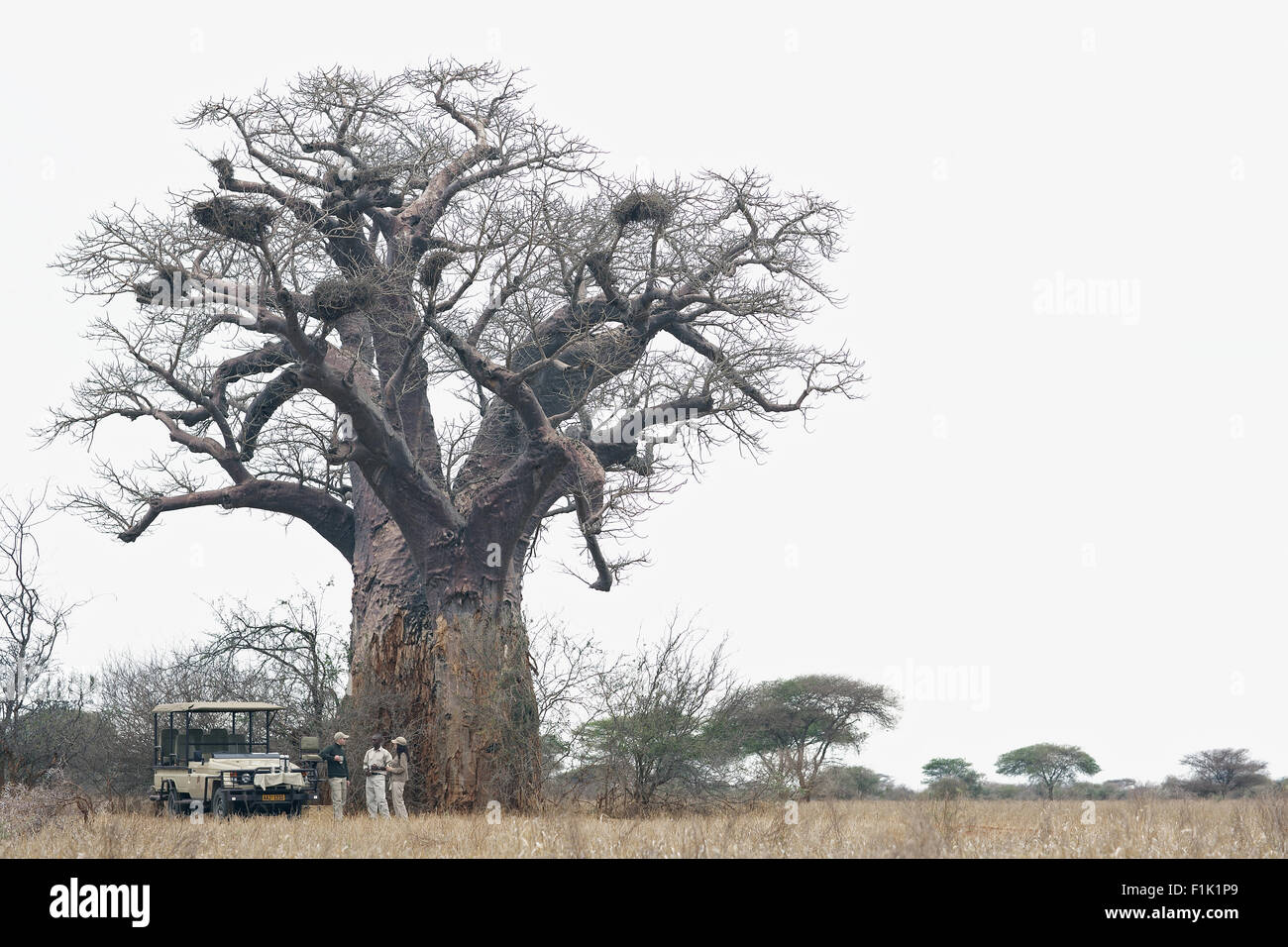 Baobab tree with safari vehicle and tourists Stock Photo - Alamy