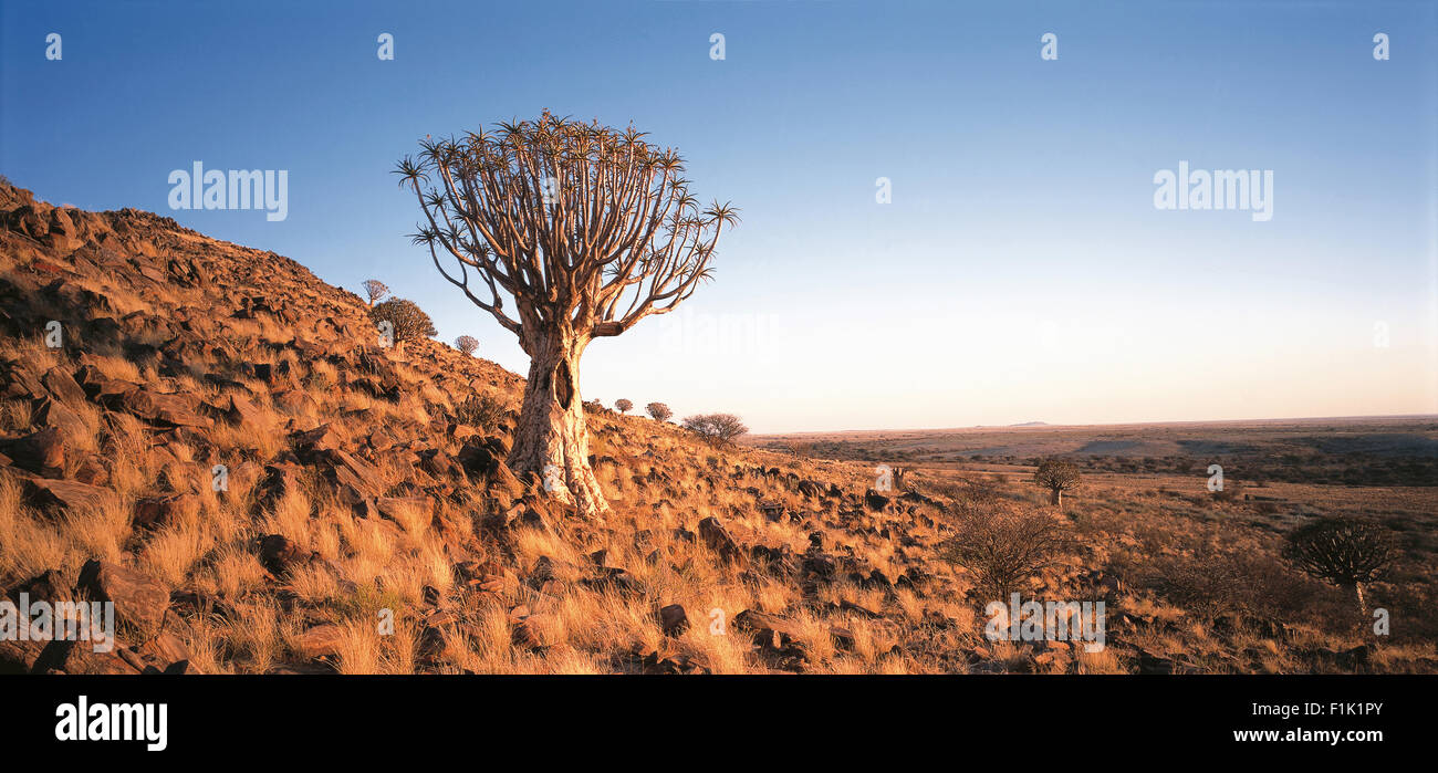 Quiver Tree in landscape. Northern Cape, South Africa, Africa Stock ...
