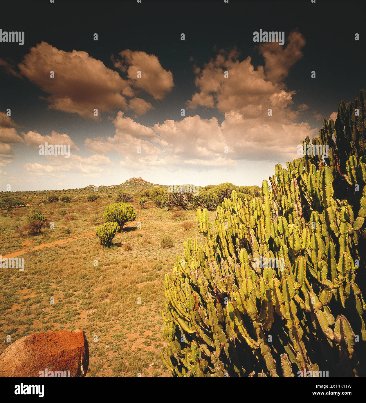 Landscape with cactus in f/g, stormy sky, Northern Cape, South Africa ...